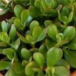 Houseplants - Visit the plant experts at Platt Hill Nursery