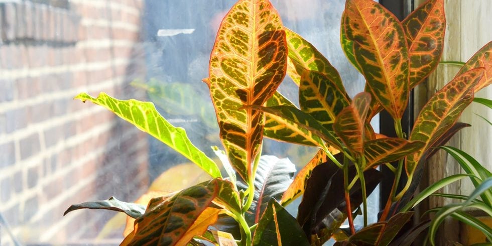 6 Houseplants for Hot, Sunny Windows | Platt Hill Nursery | Blog & Advice