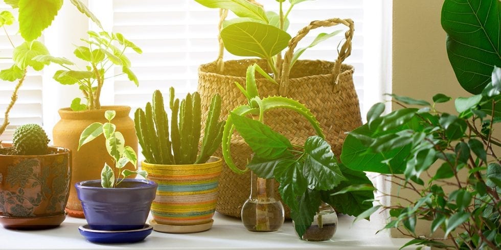 6 Houseplants for Hot, Sunny Windows | Platt Hill Nursery | Blog & Advice