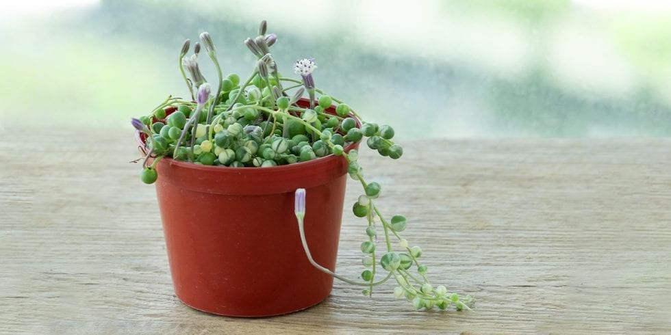 6 Houseplants for Hot, Sunny Windows | Platt Hill Nursery | Blog & Advice