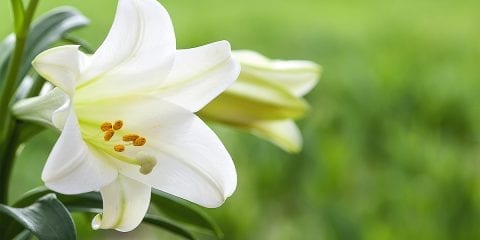 Easter Lily How-to Care | Platt Hill Nursery | Blog & Advice