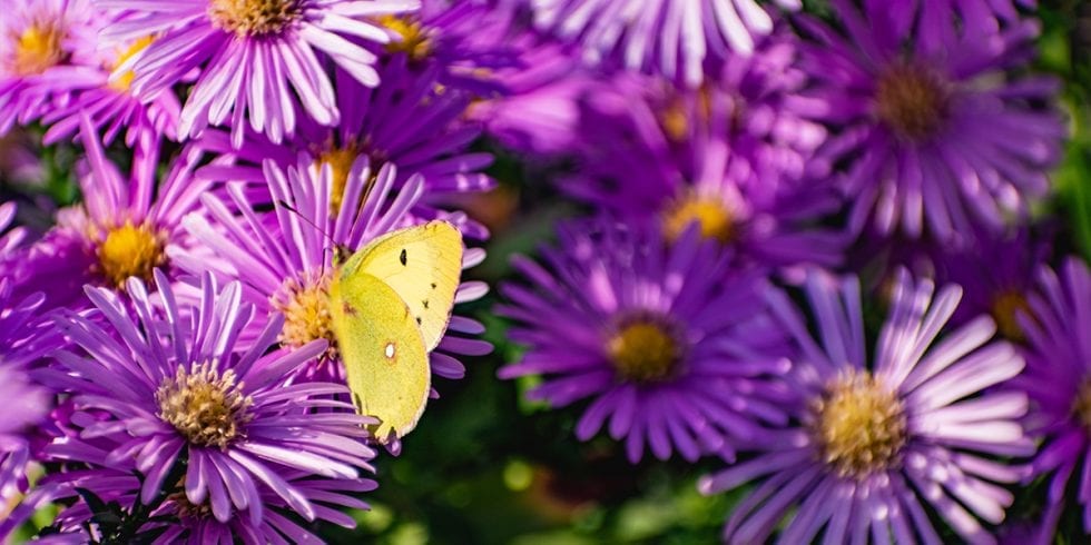 Pollinator Plants that Butterflies Love | Platt Hill Nursery | Blog ...