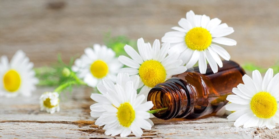 Garden Plants for Soothing Away Stress | Platt Hill Nursery | Blog & Advice