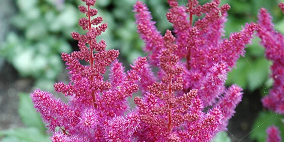 Best Perennials for Zone 5 | Platt Hill Nursery | Blog & Advice