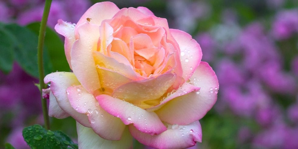June is Rose Month! | Platt Hill Nursery | Blog & Advice