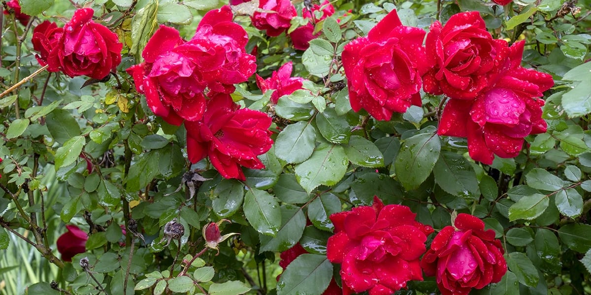 June is Rose Month! | Platt Hill Nursery | Blog & Advice
