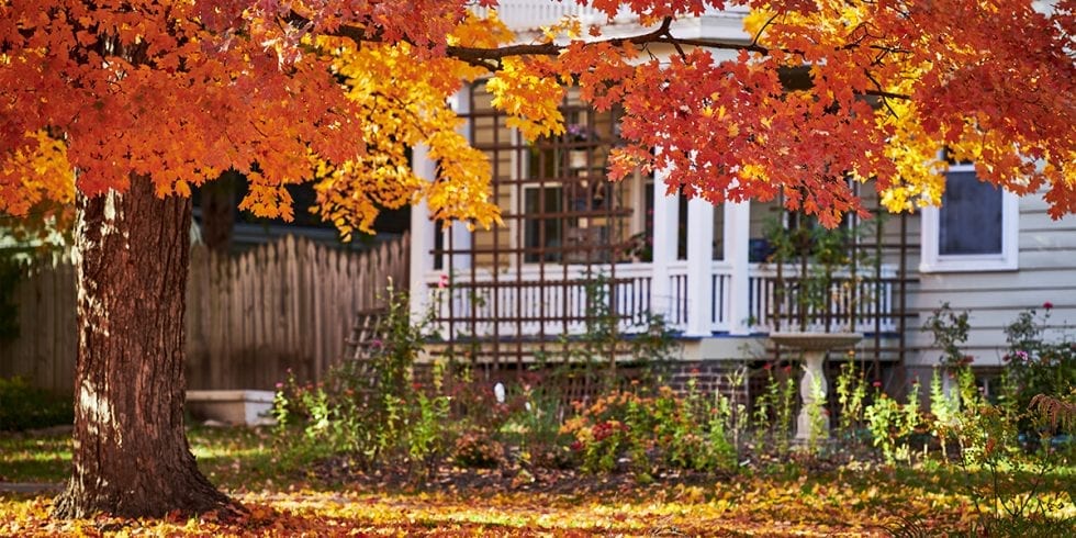 Cooling the Home with Shade Trees | Platt Hill Nursery