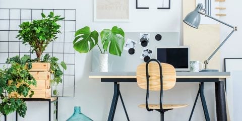 How Houseplants Can Help You Study | Platt Hill Nursery | Blog & Advice