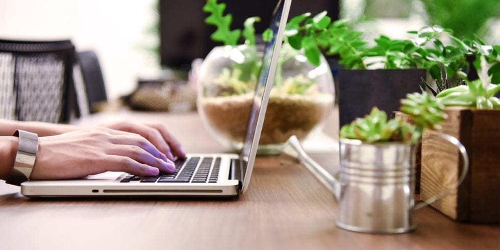 How Houseplants Can Help You Study | Platt Hill Nursery | Blog & Advice