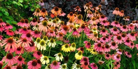Top Late-Blooming Perennials | Platt Hill Nursery | Blog & Advice
