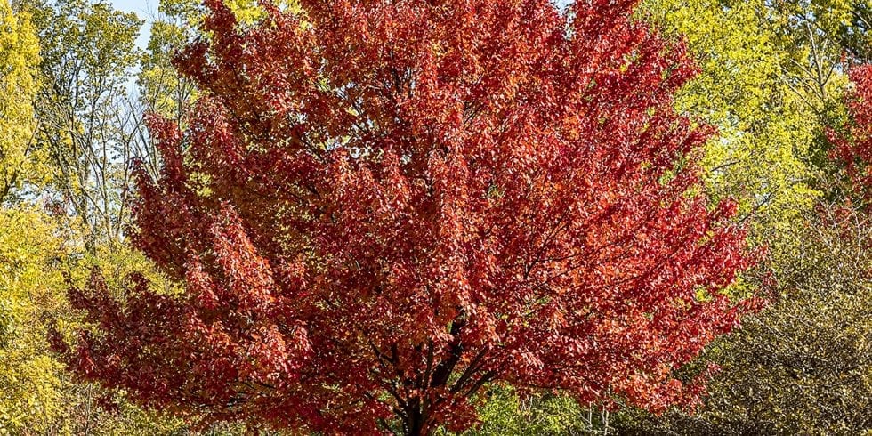 4 Beautiful Fall Foliage Trees | Best Trees for Fall Color