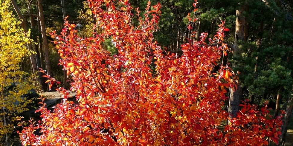 4 Beautiful Fall Foliage Trees | Best Trees for Fall Color