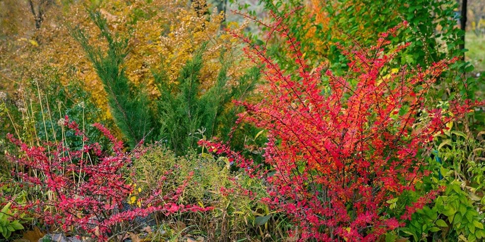 5 Fall Color Shrubs For a Stunning Landscape | Platt Hill