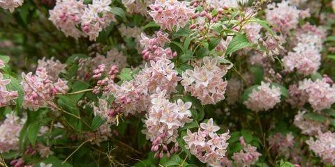 5 Fall Color Shrubs For a Stunning Landscape | Platt Hill