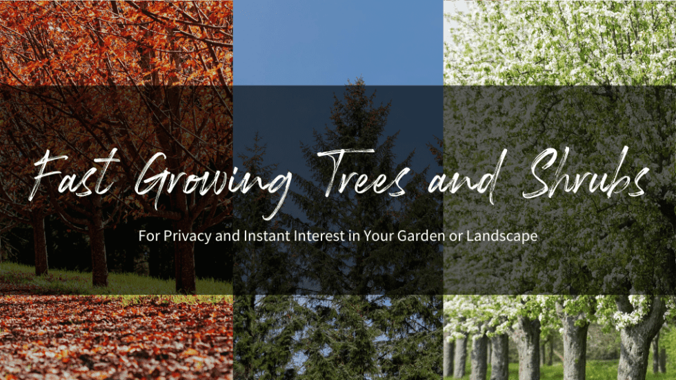 Fast Growing Trees And Shrubs For Your Garden Platt Hill Nursery