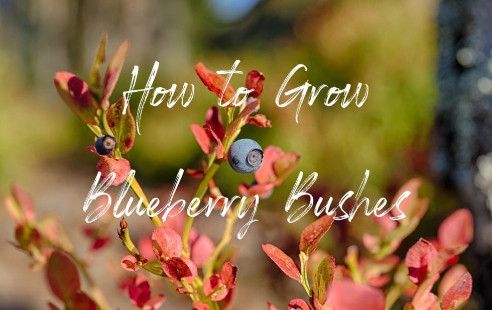 How to Grow Blueberry Bushes | Platt Hill Nursery | Blog & Advice