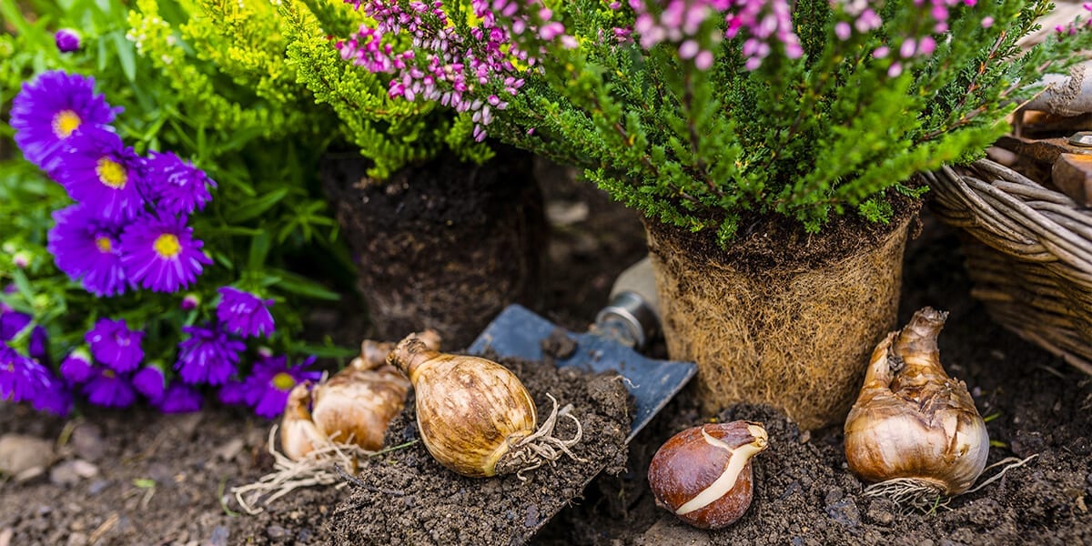 Now is the Time to Plant Spring-Flowering Bulbs! | Platt Hill Nursery ...
