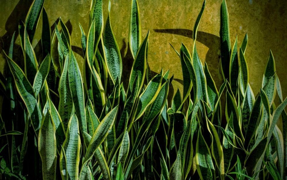 6 Spooky Plants for an Indoor Halloween Garden | Platt Hill Nursery ...