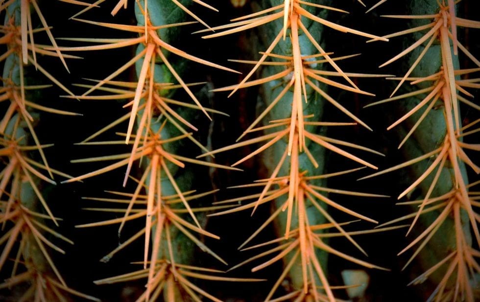 6 Spooky Plants for an Indoor Halloween Garden | Platt Hill Nursery ...