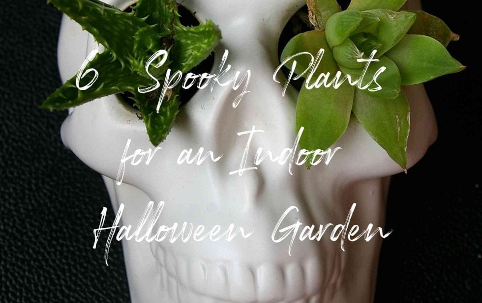 6 Spooky Plants for an Indoor Halloween Garden | Platt Hill Nursery ...