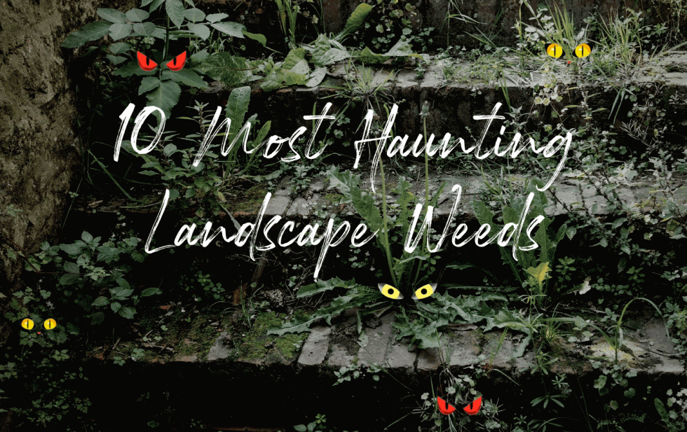 10 Most Haunting Landscape Weeds in Chicago | Platt Hill Nursery | Blog ...