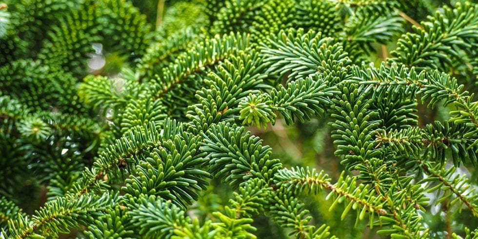 Artificial vs Fresh Christmas Trees | Pros & Cons Guide