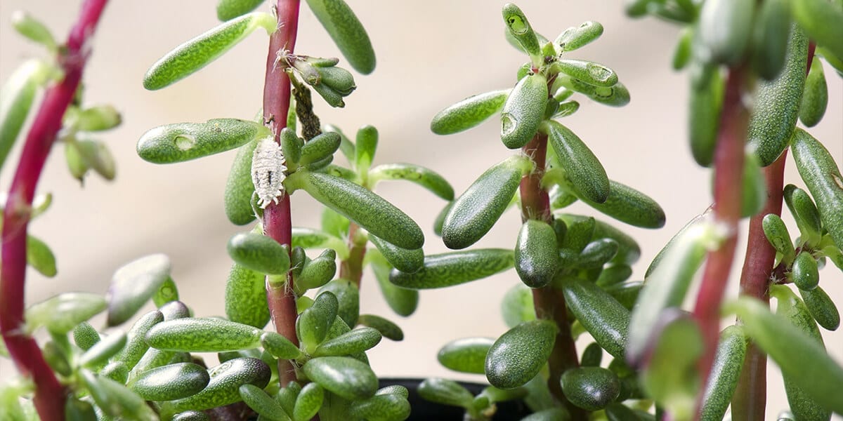 3 Common Indoor Plant Pests You Need to Know (& How to Get Rid of Them ...