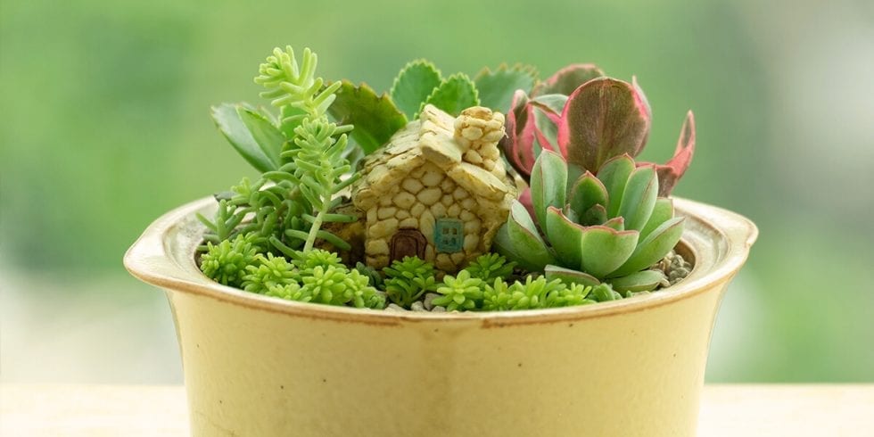 Create Your Own Miniature Garden Indoors | Platt Hill Nursery | Blog ...