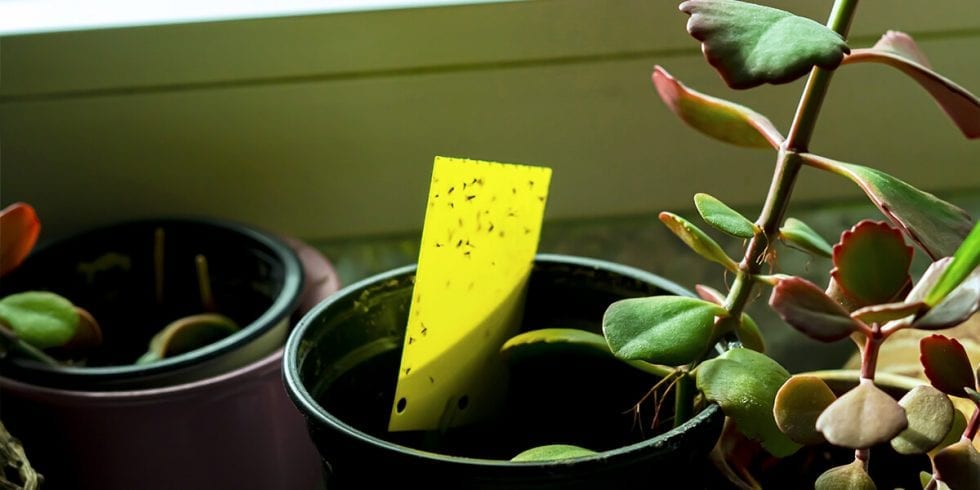How to Get Rid of Bugs on Indoor Plants | Platt Hill Nursery