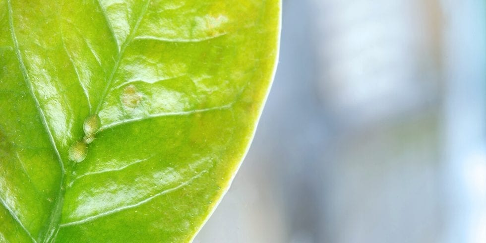 How to Get Rid of Bugs on Indoor Plants | Platt Hill Nursery