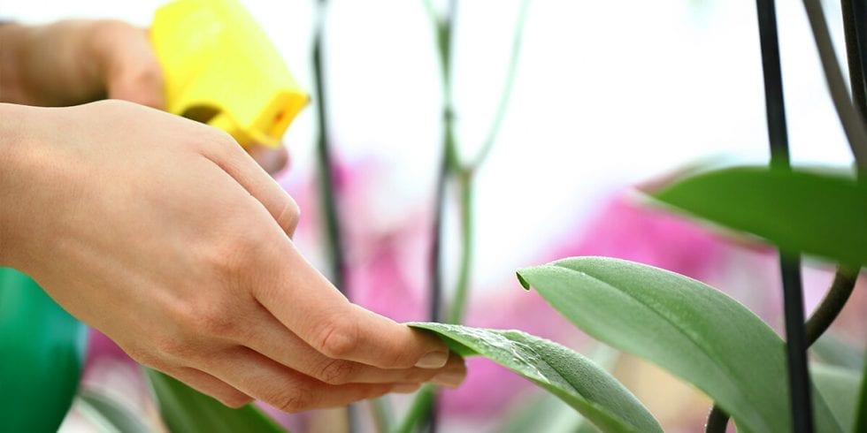 How to Get Rid of Bugs on Indoor Plants | Platt Hill Nursery