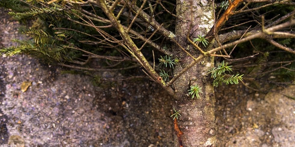 How to Reuse and Recycle Your Real Christmas Tree | Platt Hill Nursery ...