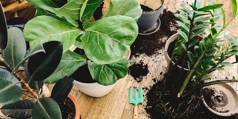 Ficus February: Our Five Favorite Figs | Platt Hill Nursery | Blog & Advice