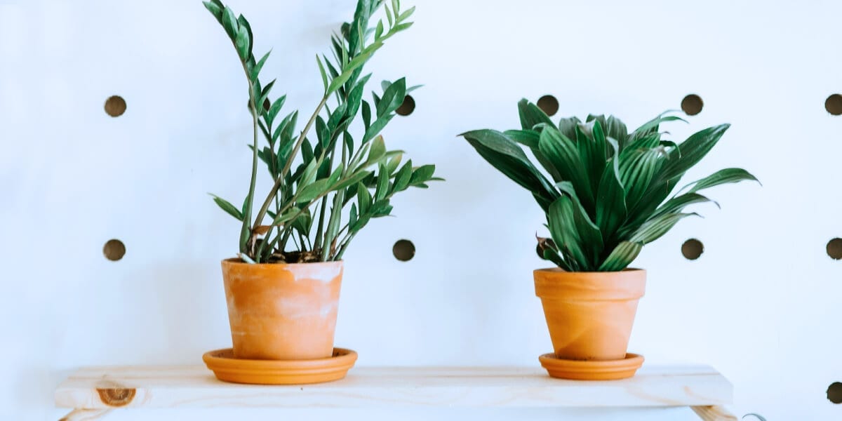 Plants that Brighten Low-Light Spaces | Platt Hill Nursery | Blog & Advice