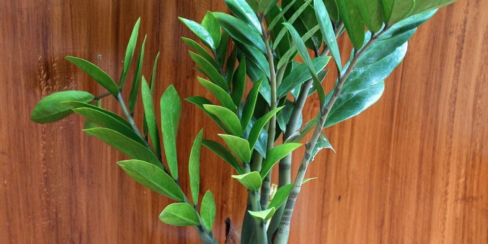 Plants that Brighten Low-Light Spaces | Platt Hill Nursery | Blog & Advice