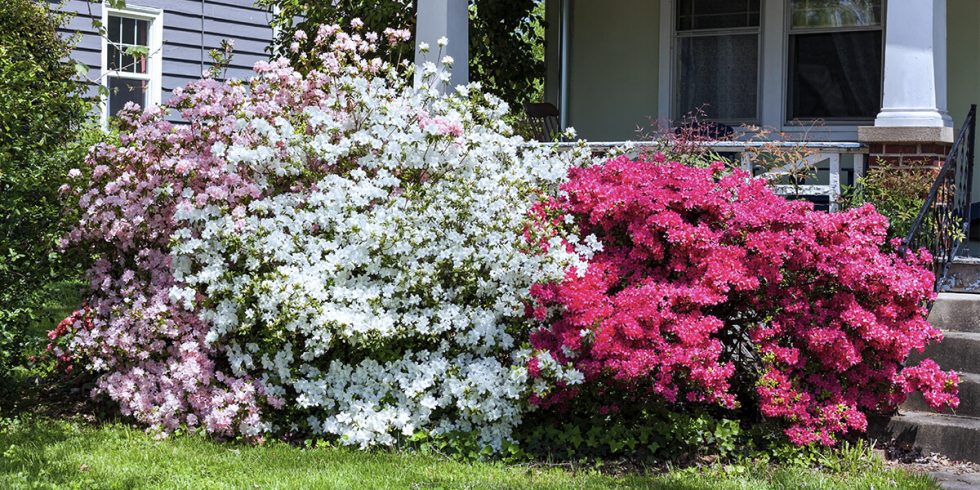 The Best Spring-Flowering Trees and Shrubs for the Midwest | Platt Hill ...