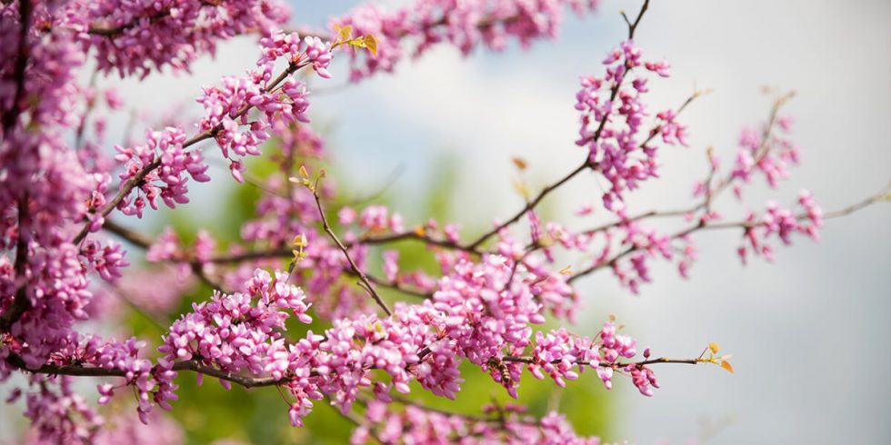 The Best Spring-Flowering Trees and Shrubs for the Midwest | Platt Hill ...