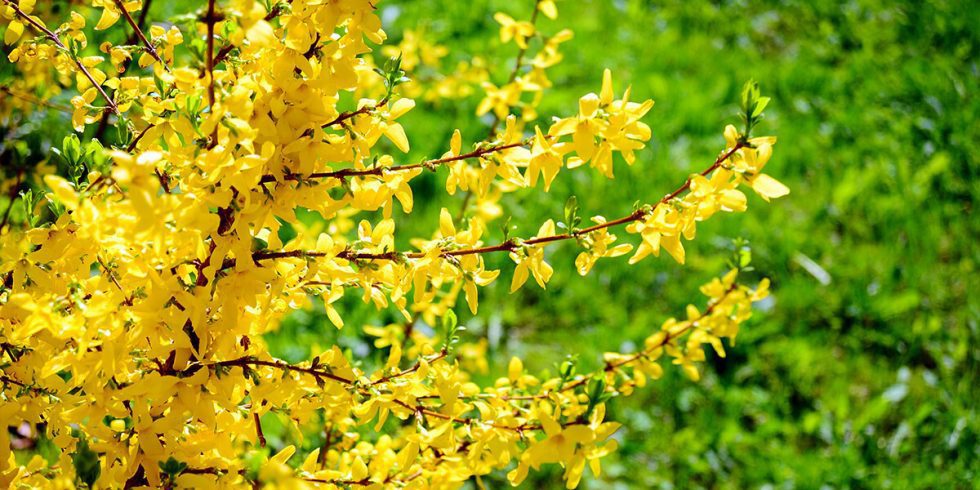 The Best Spring-Flowering Trees and Shrubs for the Midwest | Platt Hill ...