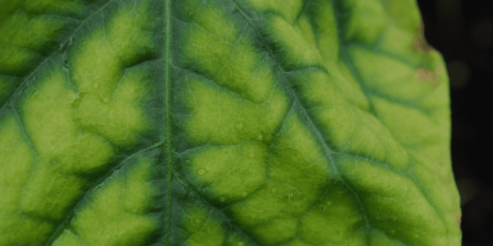 How to Spot & Treat Iron Chlorosis | Platt Hill Nursery | Blog & Advice