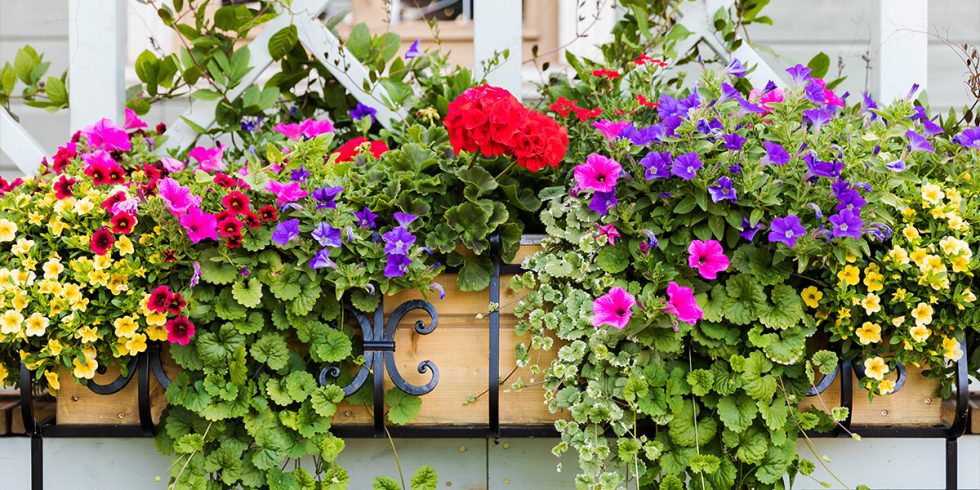 Perfect Pots: Container Inspiration for Small, Medium, and Large ...