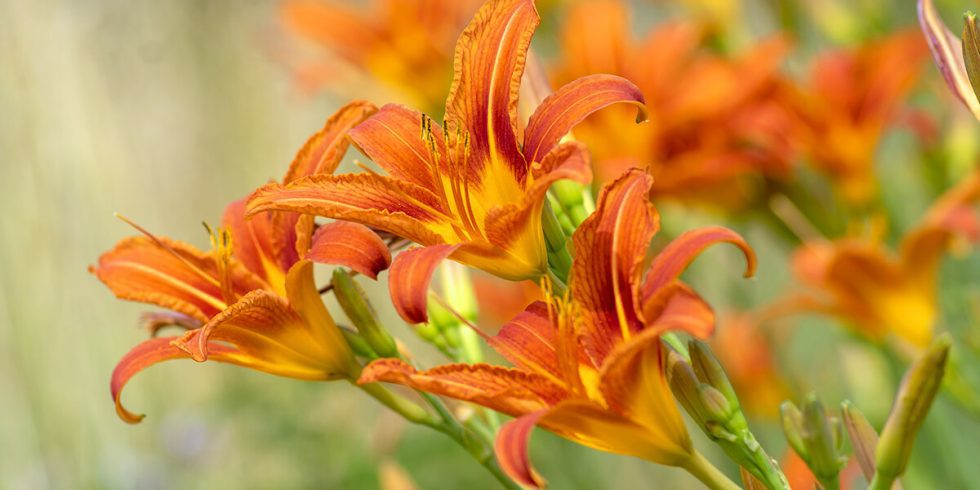 Sun-Loving Perennials That Are Easy to Grow | Platt Hill Nursery | Blog ...