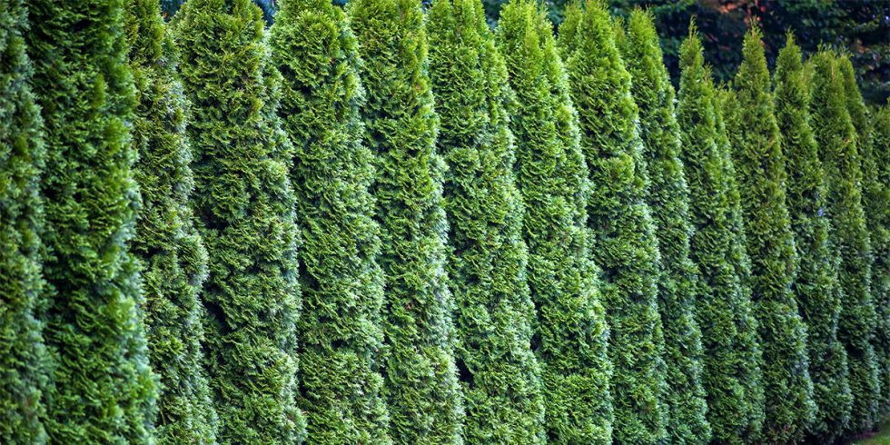 Great Shrubs For Privacy And Shade Platt Hill Nursery Blog And Advice