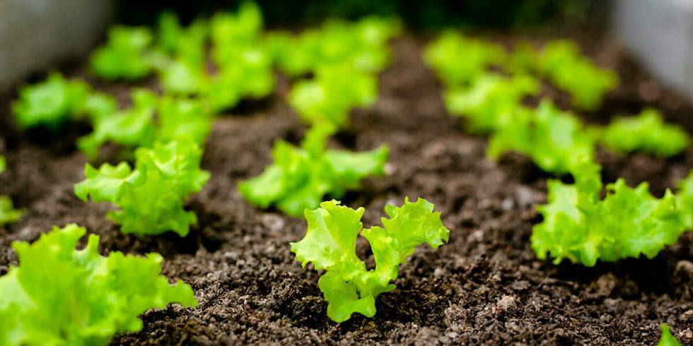 How to Keep Garden Plants Alive | Platt Hill Nursery