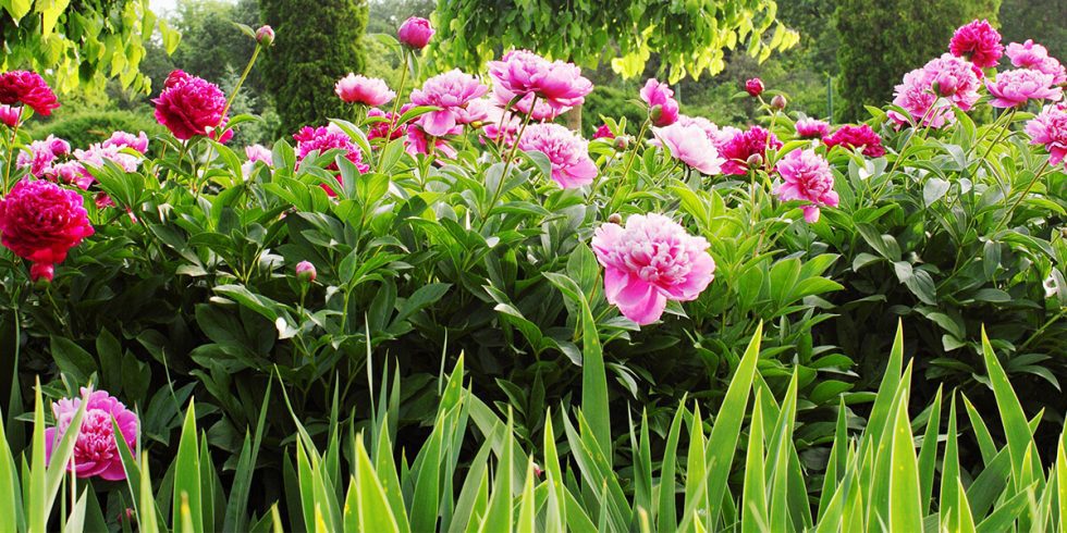 A Guide to Growing Prolific Peonies | Platt Hill Nursery