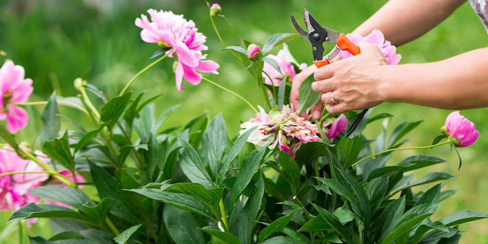 A Guide to Growing Prolific Peonies | Platt Hill Nursery