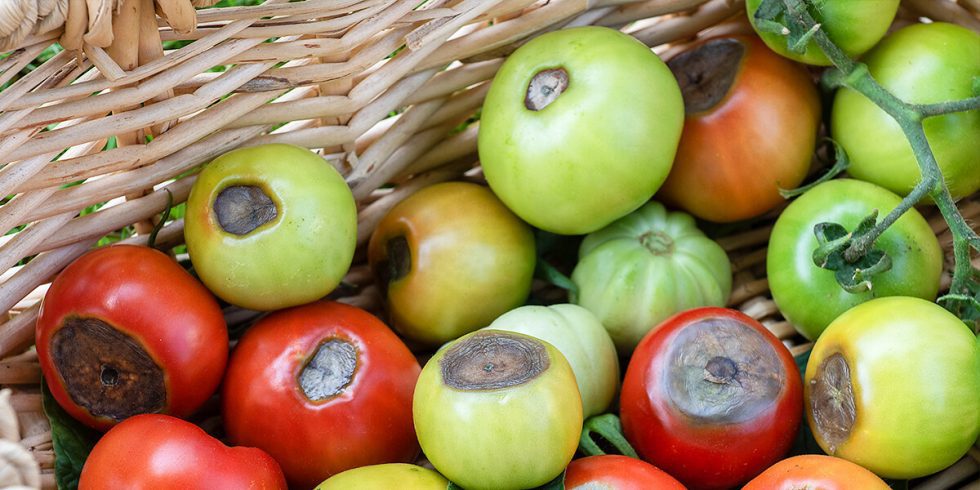 Blossom End Rot: Identification, Treatment, and Prevention | Platt Hill ...