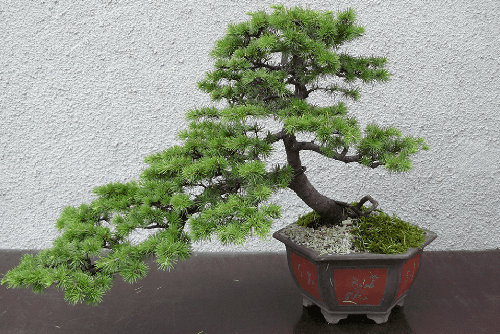 Bonsai Wins for Best Tiny Christmas Tree | Platt Hill Nursery | Blog ...