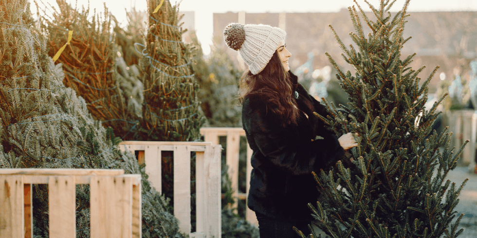 Everything You Need to Know About Live Christmas Trees | Platt Hill ...