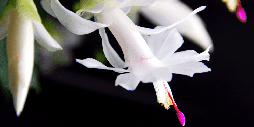 Christmas Cactus Care and Blooms | Platt Hill Nursery | Blog & Advice