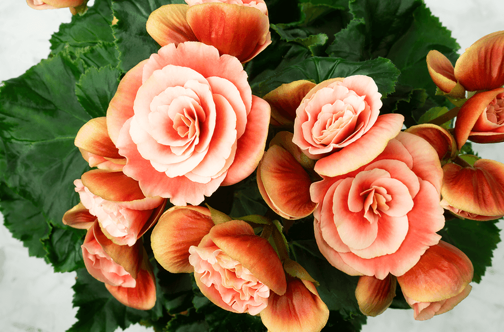 How to Grow Begonias as a Houseplant - Platt Hill Nursery